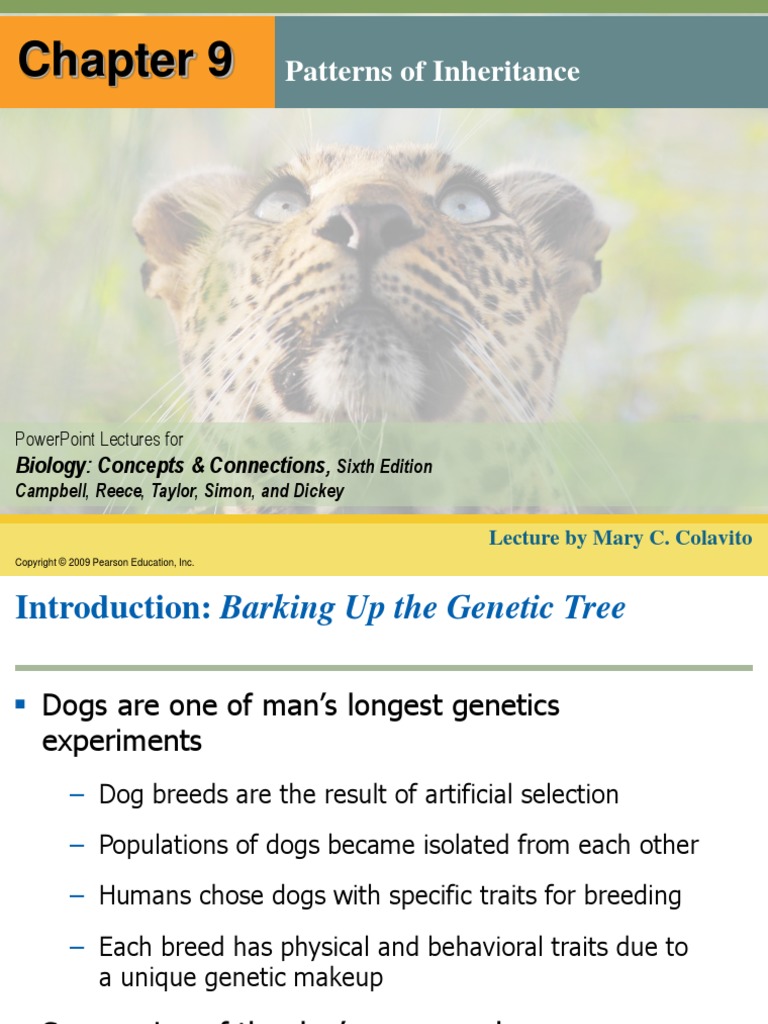 Patterns of Inheritance: Biology: Concepts & Connections | PDF | Allele ...