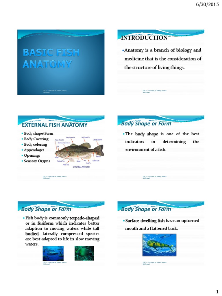Body Shape or Form: External Fish Anatomy | PDF | Human Body | Fish