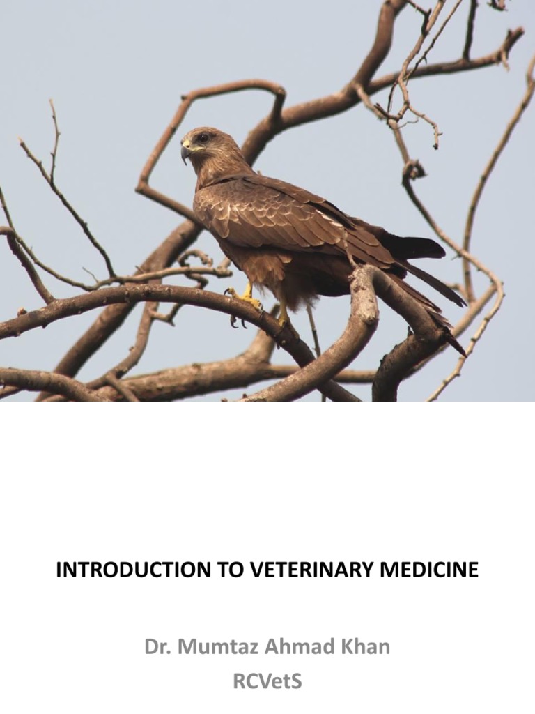 Introduction to Veterinary Medicine | PDF | Veterinary Physician ...