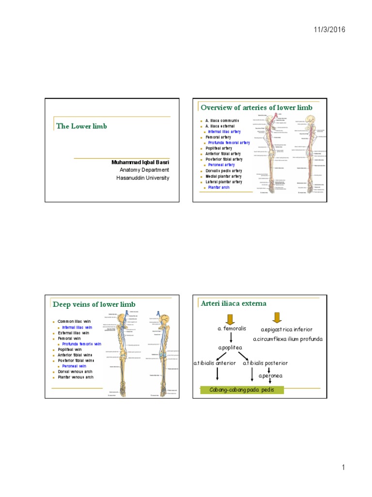 Topografi Extremitas Inferior Biomedik | PDF | Human Leg | Foot