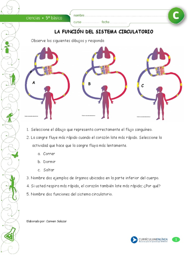 Guia de Aprendizaje Sistema Circulatorio | PDF
