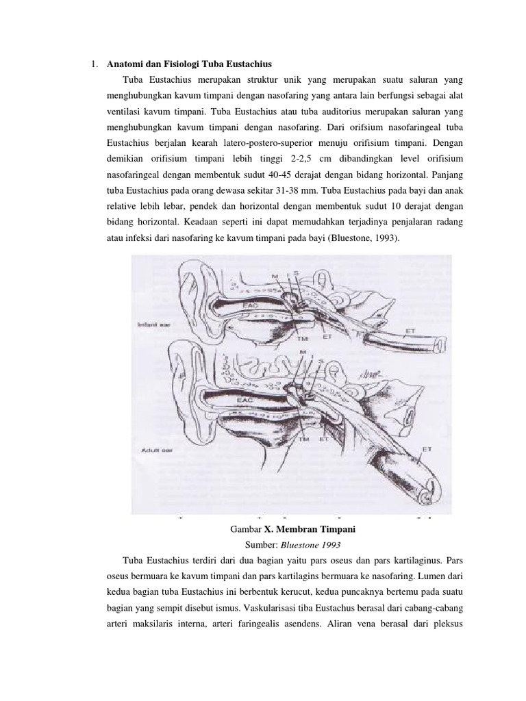 Anatomi Dan Fisiologi Tuba Eustachius Integrasi | PDF