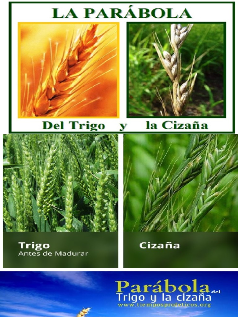 Trigo y Cizaña | PDF