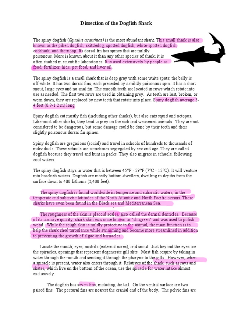 Microsoft Word - Dissection Dogfish Lab | PDF | Sharks | Anatomical ...