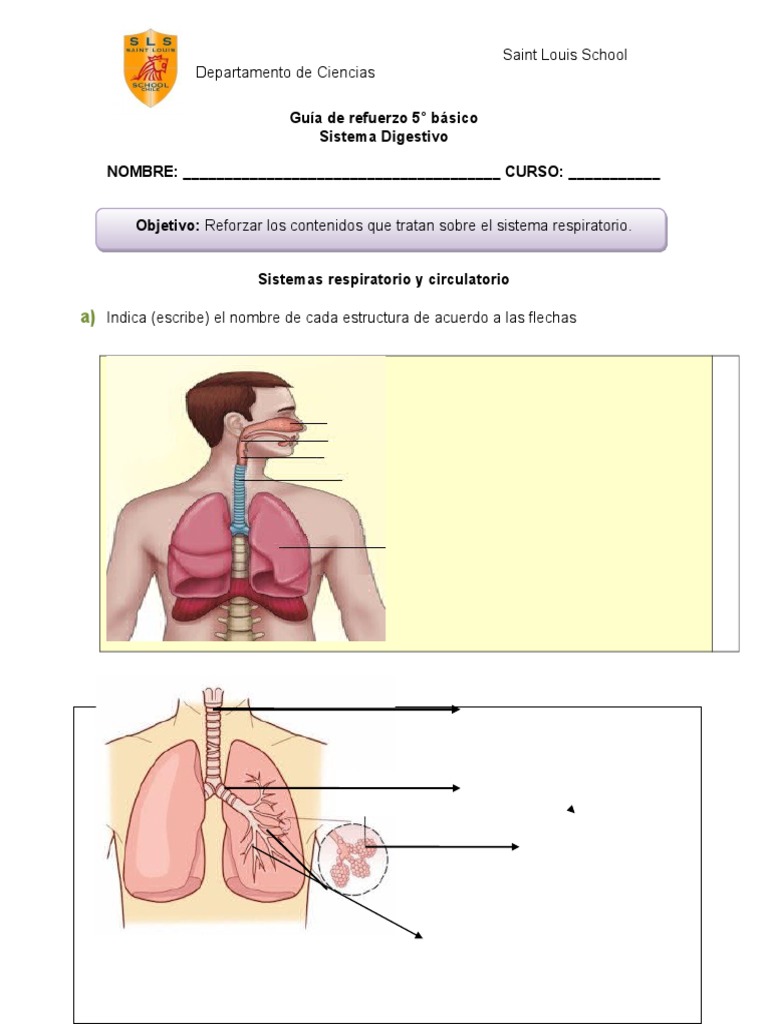 Guia de Refuerzo para 5 Basico | PDF | Sistema respiratorio | Pulmón