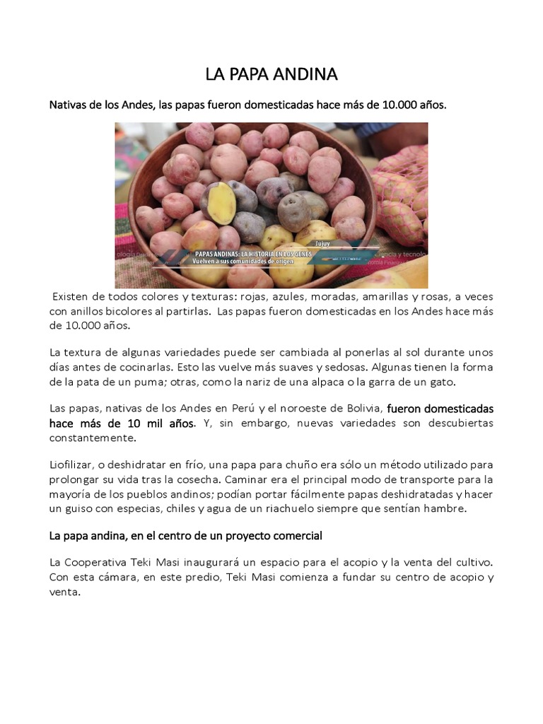 Importancia de la Papa Andina | PDF | Cereales | Quinua