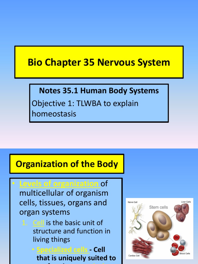Bio Chapter 35 Nervous System: Notes 35.1 Human Body Systems | PDF ...