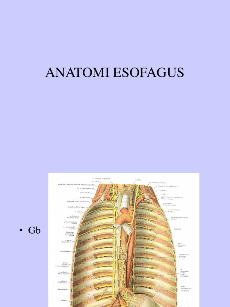 Anatomi Esofagus | PDF