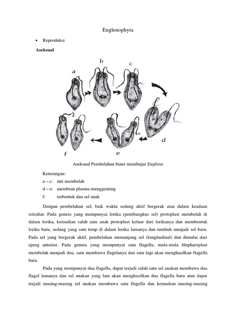 Makalah Reproduksi Euglenophyta | PDF