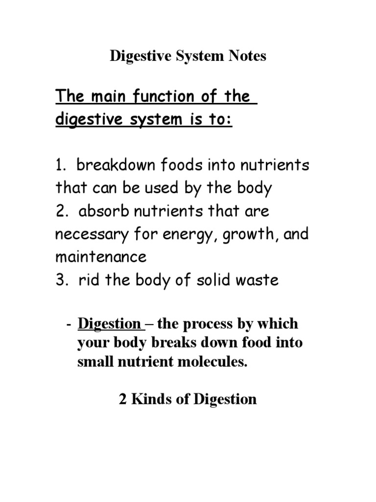 Digestive System Notes | PDF | Digestion | Saliva