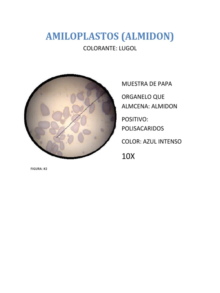 AMILOPLASTOS | PDF