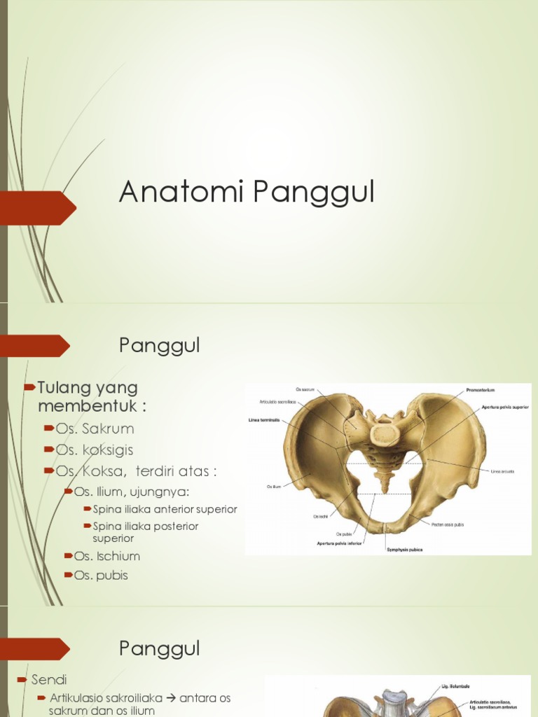 Anatomi Panggul | PDF
