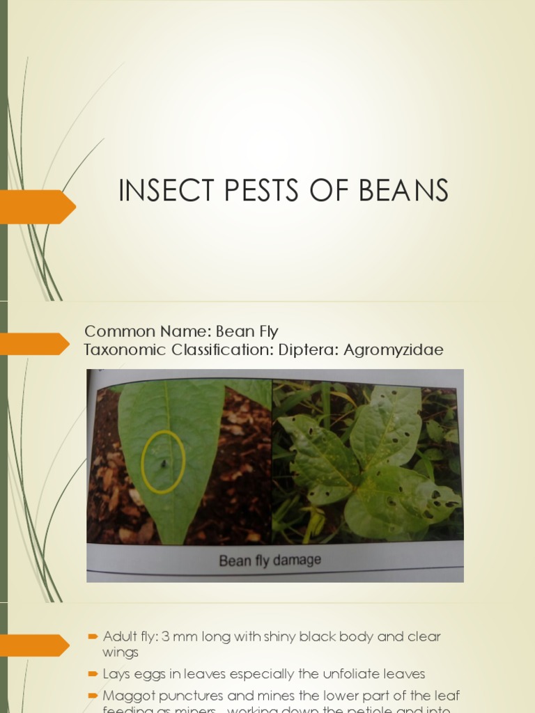 Insect Pests of Beans PDF | PDF | Fly | Leaf
