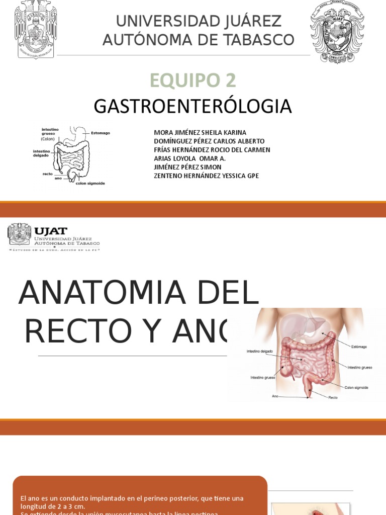 Anatomia Del Ano | PDF | Recto | Músculo