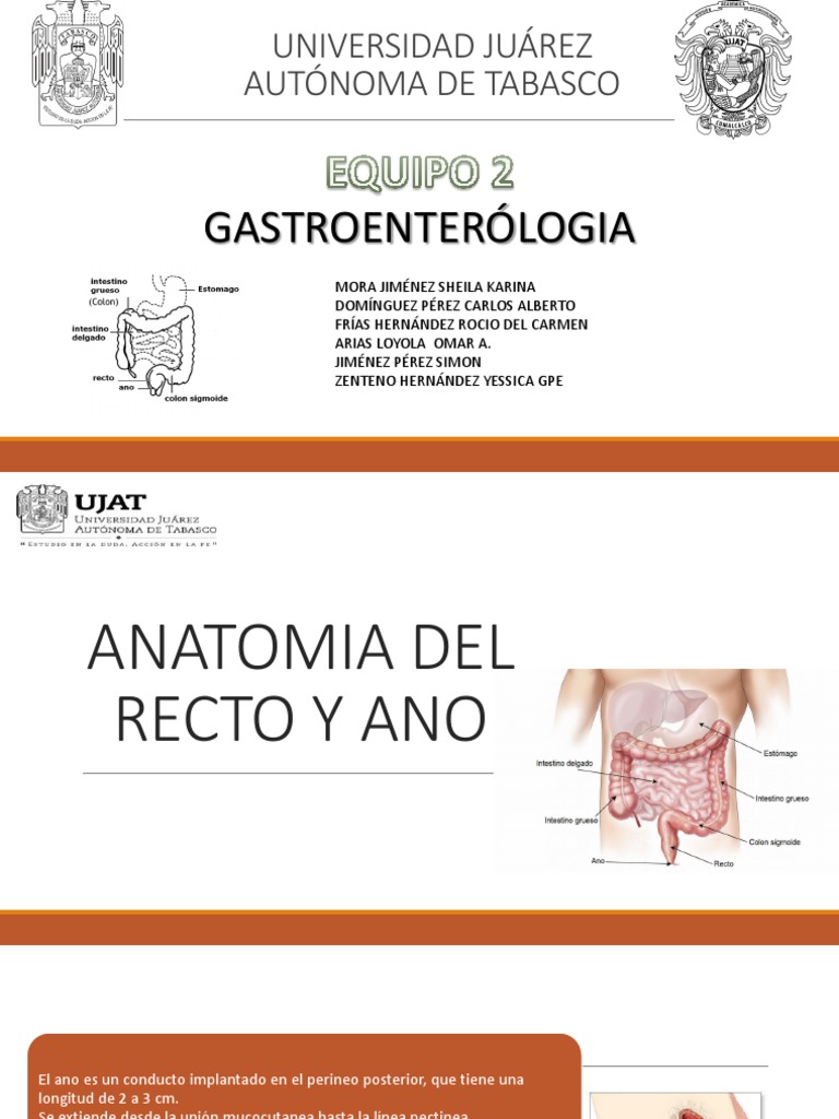 Anatomia Del Ano | PDF | Recto | Músculo