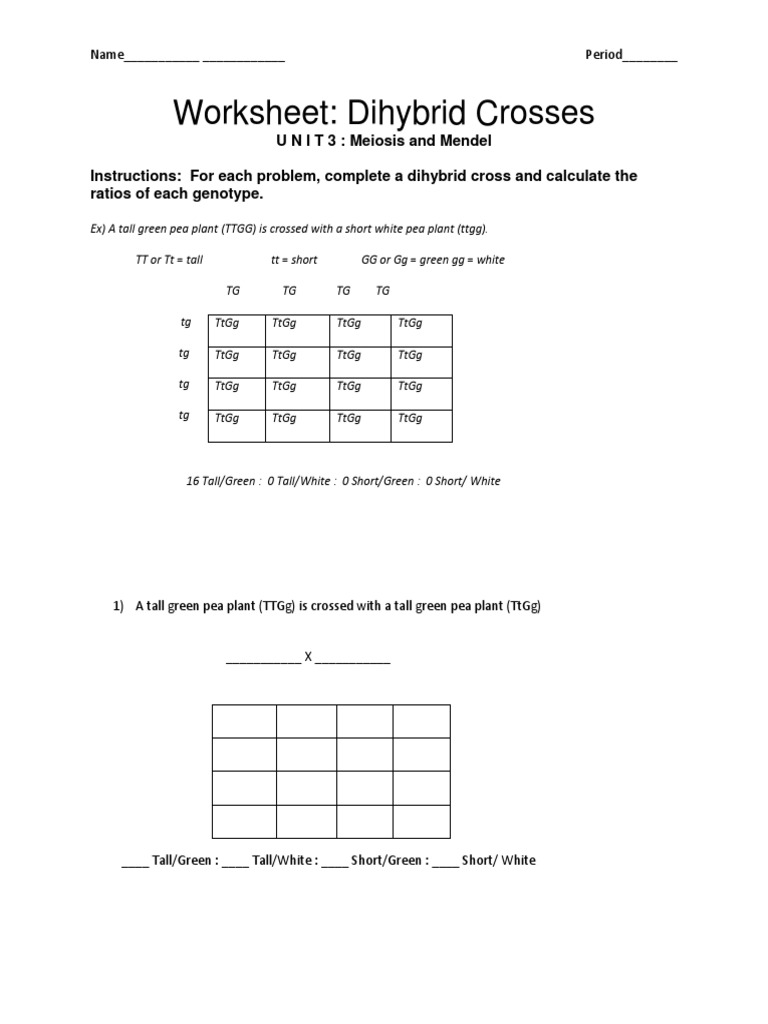Dihybrid Cross Punnett Square Worksheet