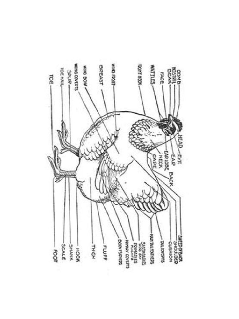 .Morfologi Ayam | PDF