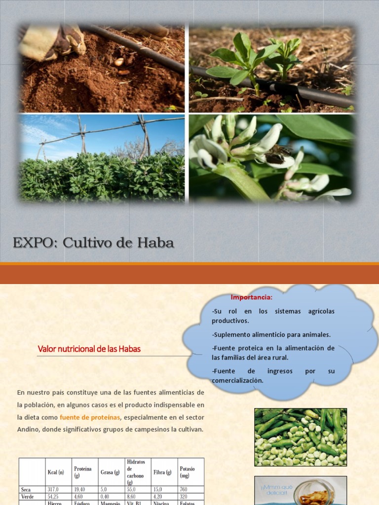 Cultivo de Haba | PDF | Siembra | Plantas