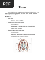 ANATOMI Thorax | PDF