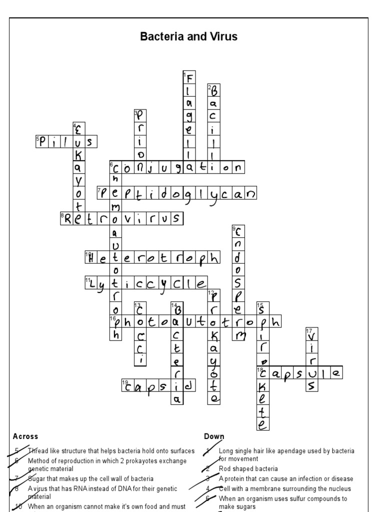Bacteria and Virus Crossword Puzzle | PDF | Bacteria | Virus
