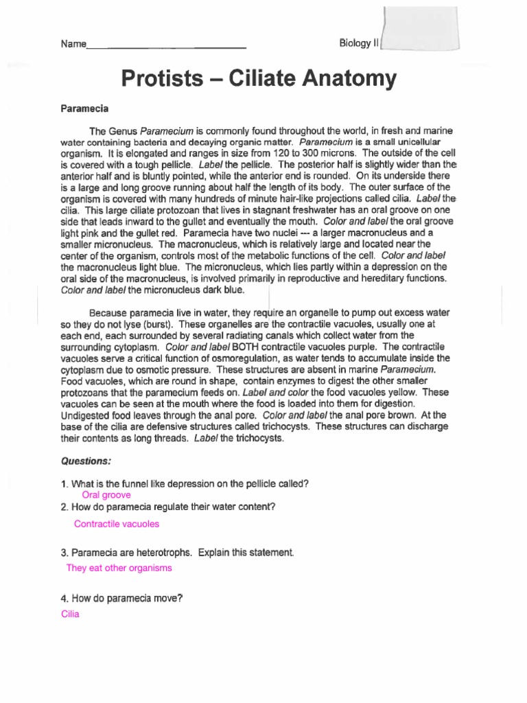 Paramecium Color | PDF | Organisms | Cell Biology