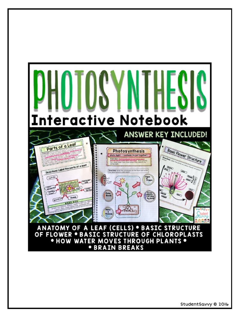 Photosynthesis Interactive Notebook | PDF | Leaf | Stoma