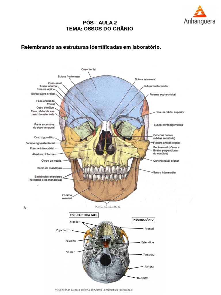 Crânio e Viscerocrânio | PDF | Anatomia | Anatomia dos primatas