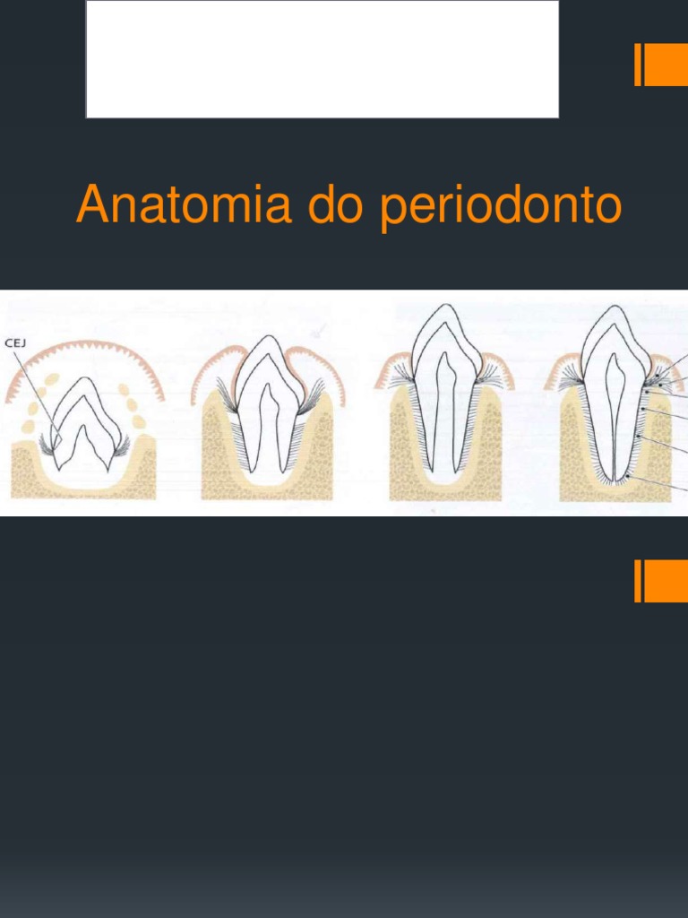 Anatomia Do Periodonto PDF | PDF | Boca | Epitélio