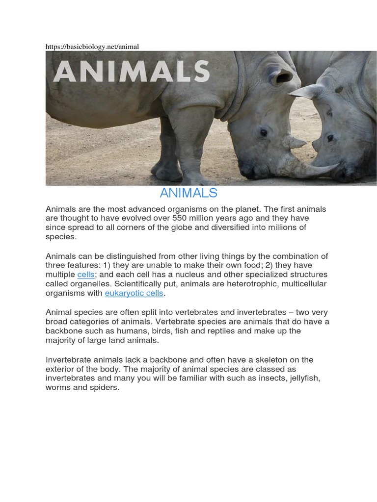 An Overview of the Diverse Kingdom of Animals: Exploring the ...