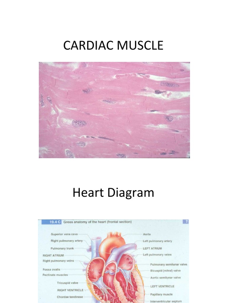 Cardiac Muscle Structure and Function | PDF | Cardiac Muscle | Heart