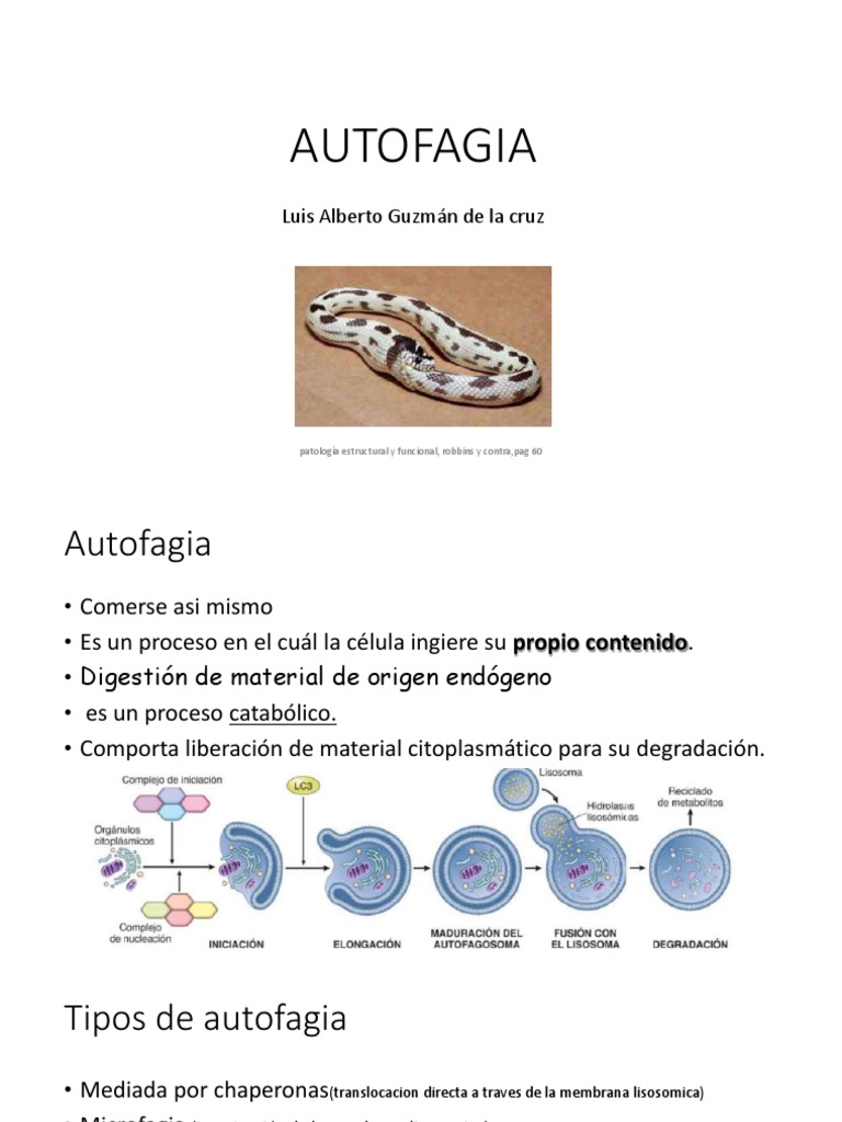 Proceso y Tipos de Autofagia Celular | PDF | Autofagia | Bioquímica