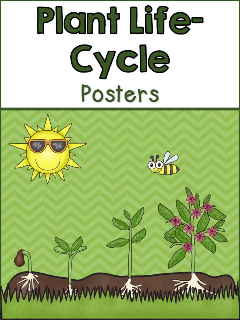 Abcd Plant Life Cycle Posters | PDF