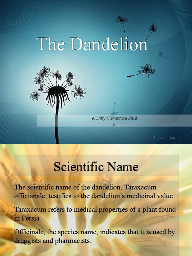 Dandelions | PDF | Food And Drink | Foods