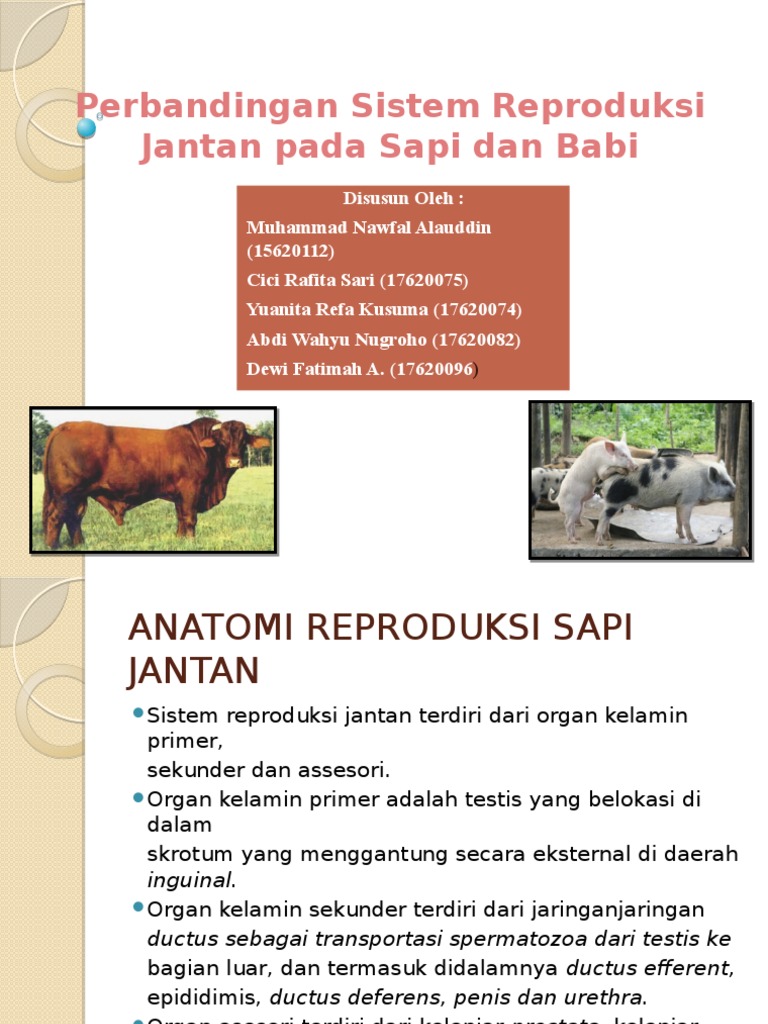 Perbedaan Sistem Reproduksi Pada Sapi Dan Babi | PDF