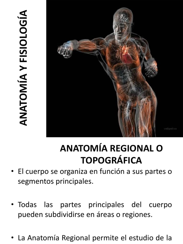 Planos Corporales | PDF | Mano | Términos anatómicos de ubicación