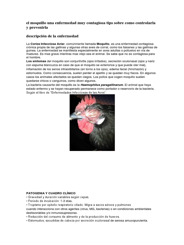 El Moquillo Como Controlar y Prevenir | PDF | Aves | Pollo