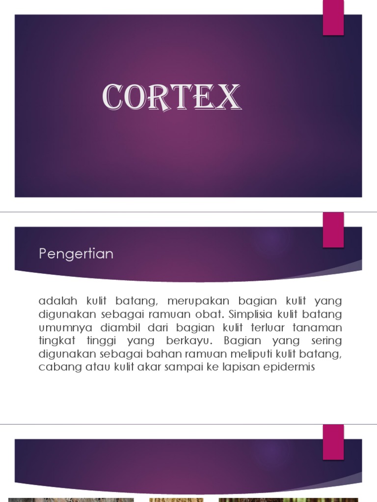 Cortex | PDF