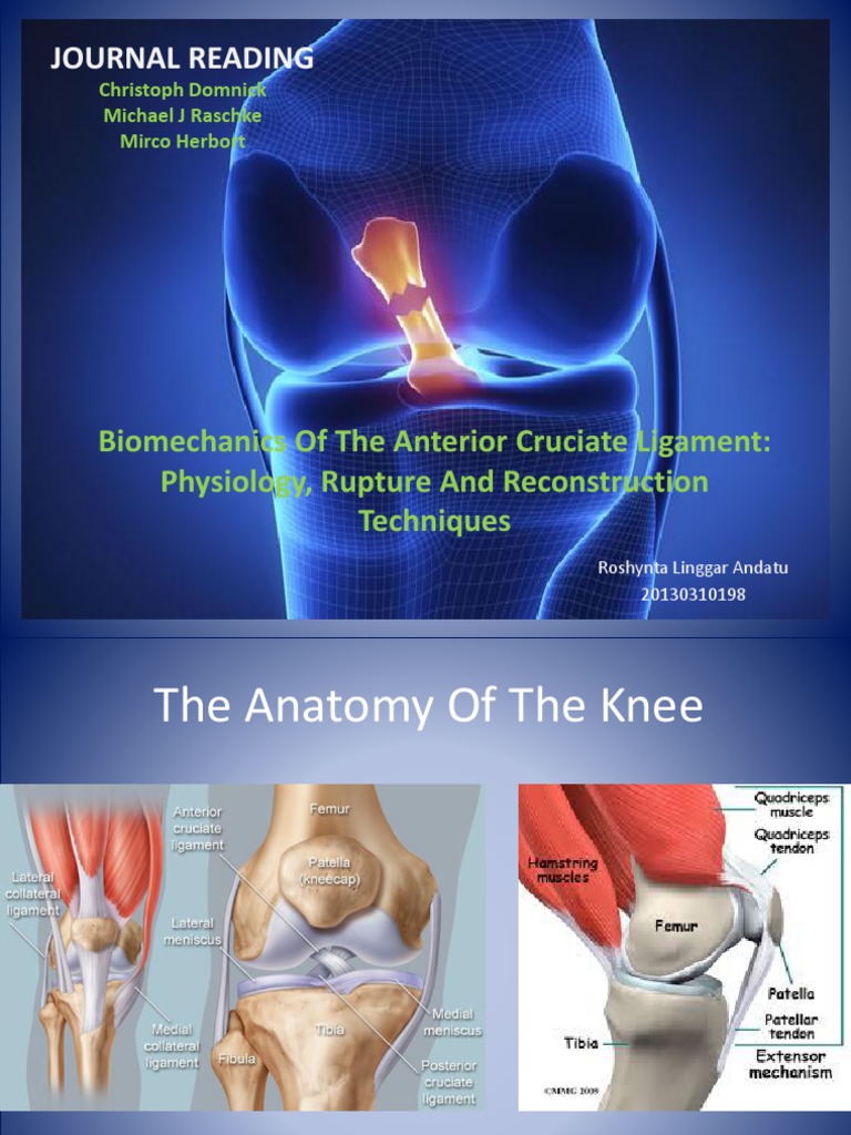 Biomechanics of the Anterior Cruciate Ligament | Knee | Musculoskeletal ...
