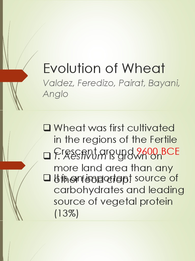 Evolution of Wheat: Valdez, Feredizo, Pairat, Bayani, Anglo | PDF