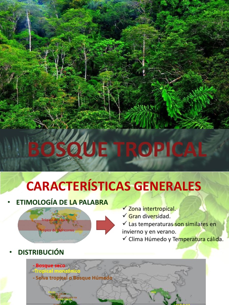 Bosque Tropical | PDF | Zona tropical | Selva