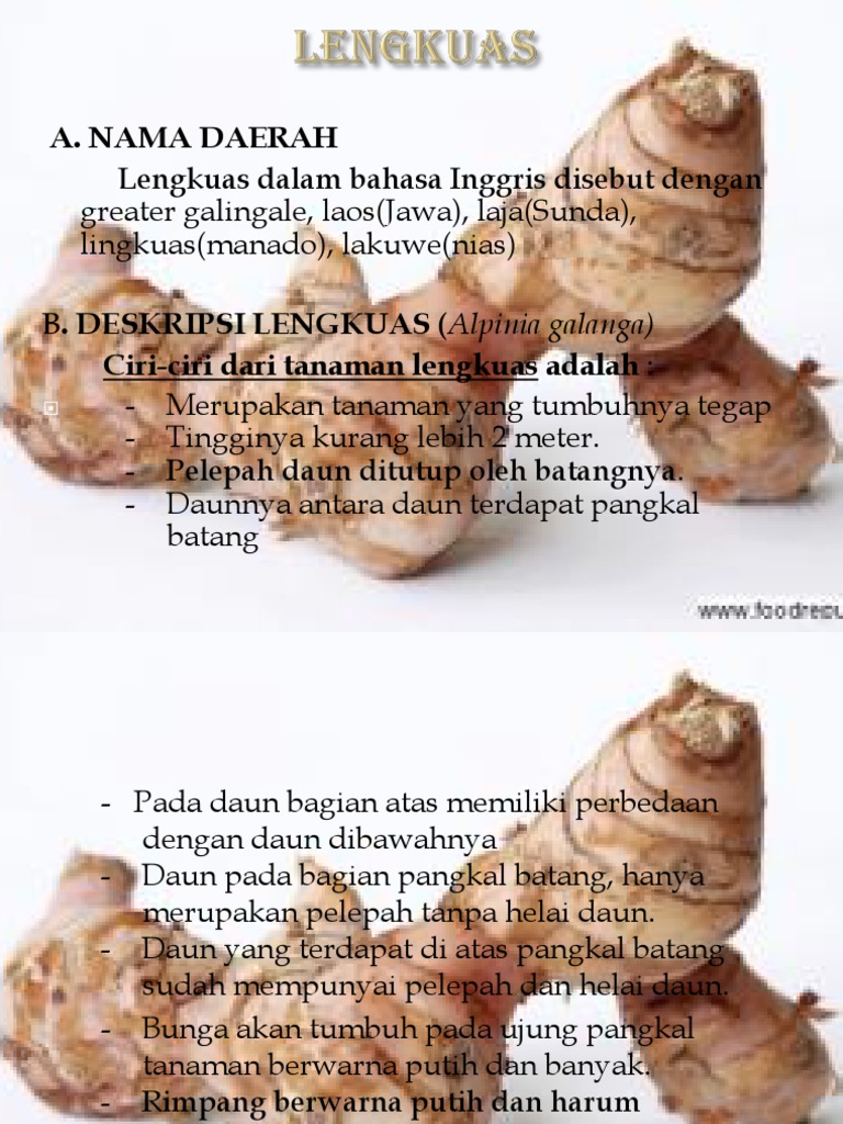 Lengkuas | PDF