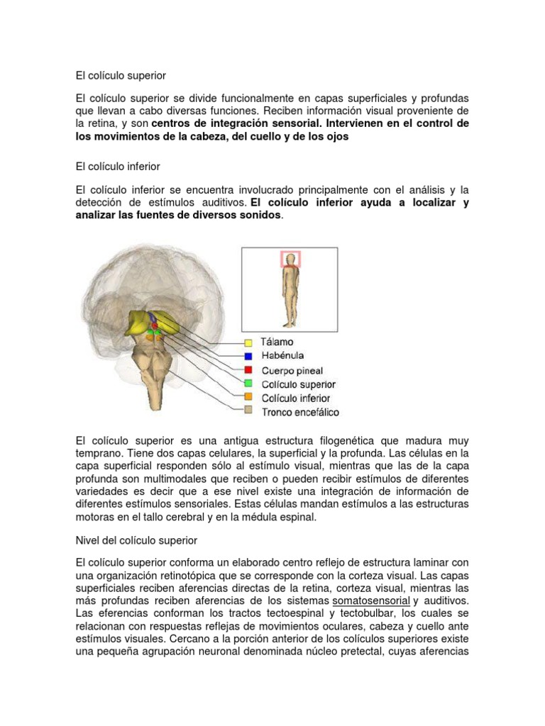 Funciones del Colículo Superior e Inferior | PDF | Anatomía humana ...