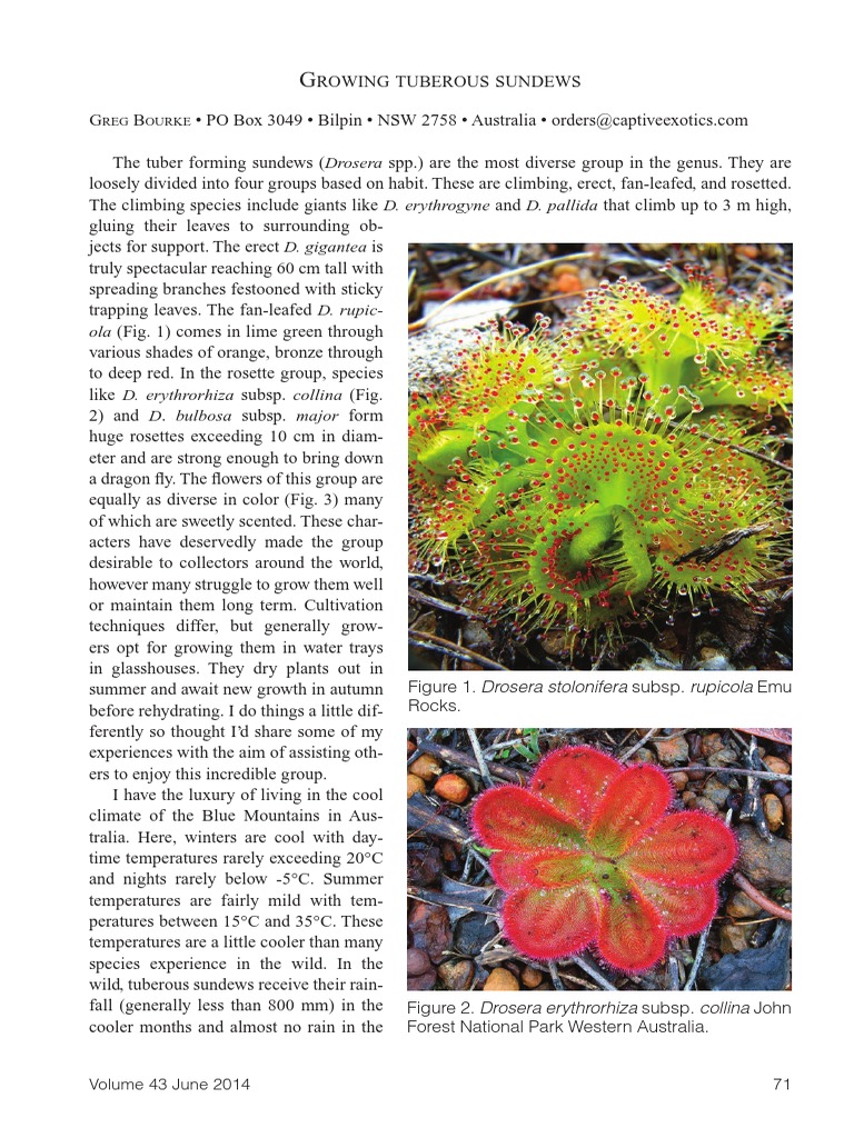 Growing Tuberous Sundews | PDF | Plants | Horticulture And Gardening
