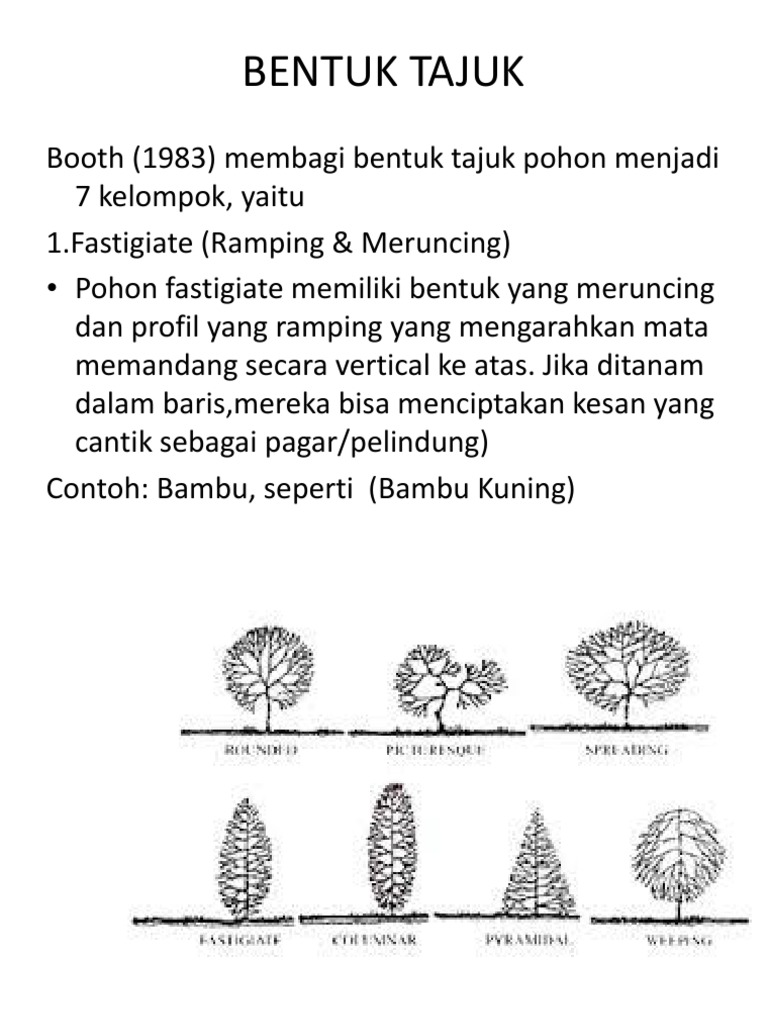 Jenis-Jenis Bentuk Tajuk Pohon | PDF
