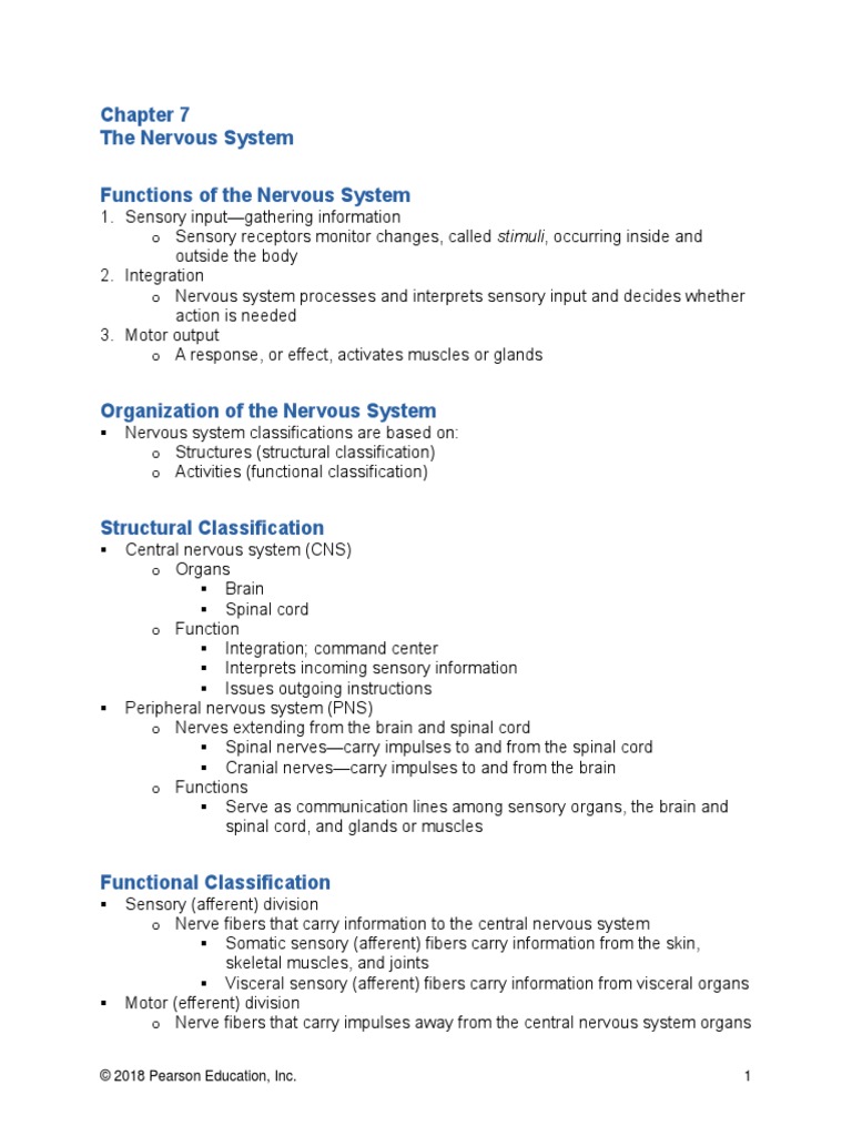 Nervous System Summary | PDF | Action Potential | Neuron