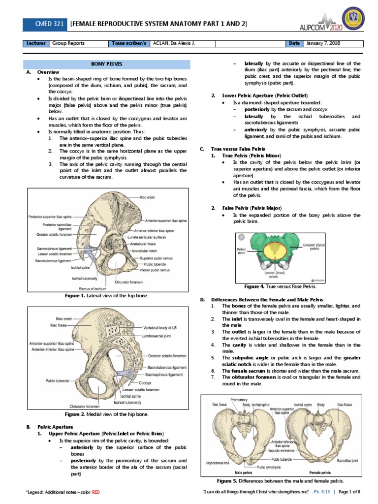 01 Jan7 Trans Female Anatomy Group 1and 2 | PDF | Pelvis | Ovary