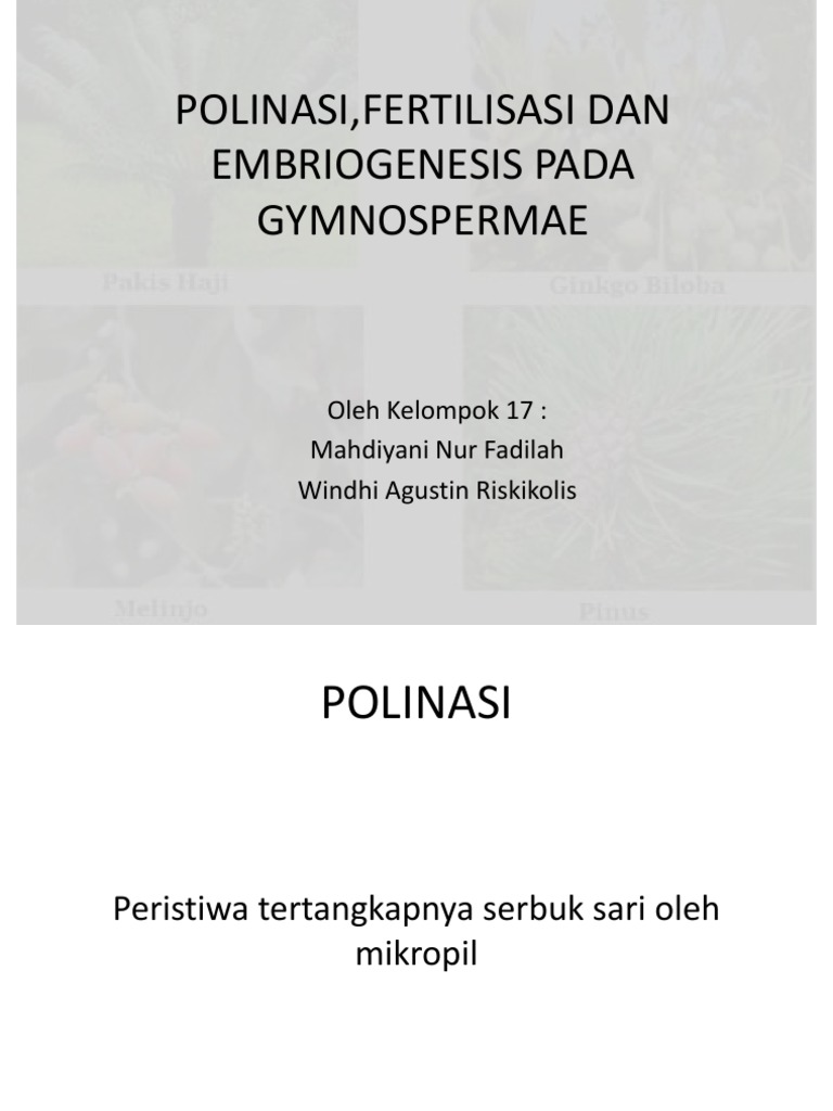 Kelompok 17 Polinasi, Fertilisasi Dan Embriogenesis Pada Gymnospermae | PDF