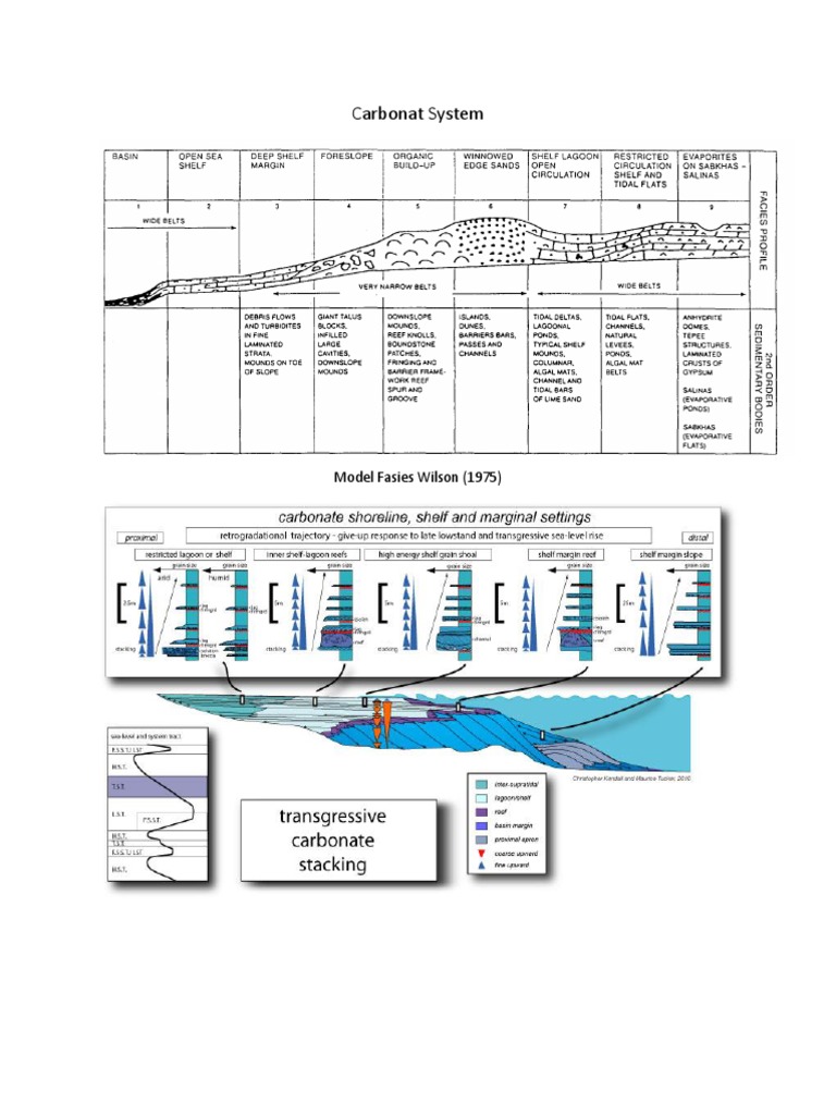 Carbonat System: Model Fasies Wilson (1975) | PDF