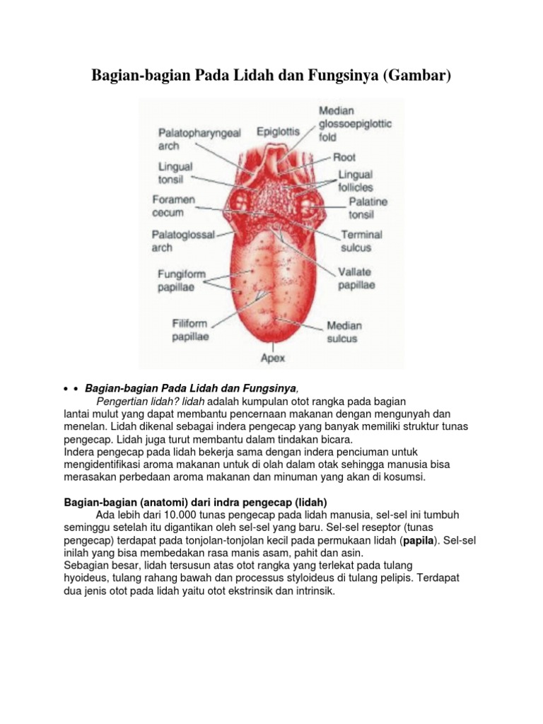 Bagian Lidah | PDF