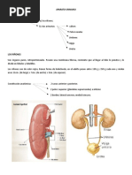 Aparato Renal Del Pollo | Riñón | Sistema urinario | Prueba gratuita de ...